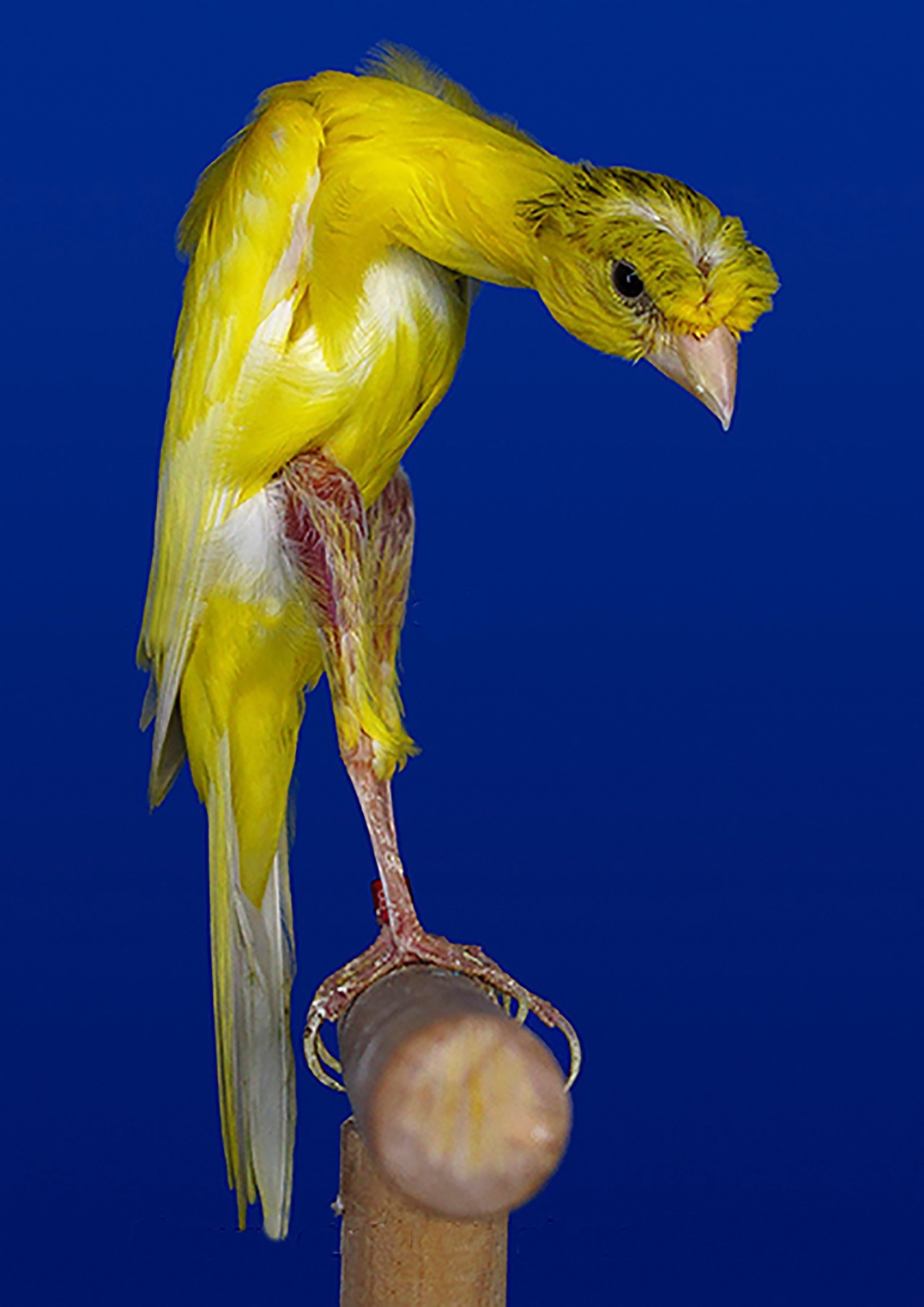 Giraldillo Sevillano - Nederlandse Postuurkanarie Vereniging